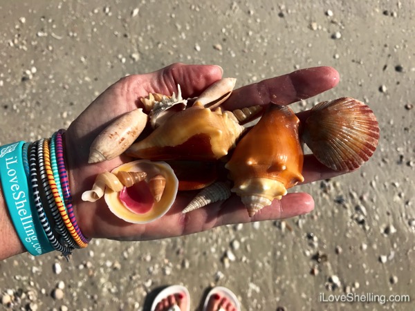 Shelling Worth Every Sand Dollar | I Love Shelling