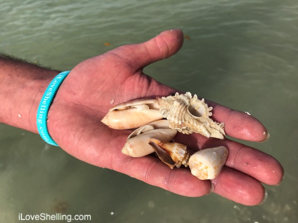 Warm, Colorful Shells on A Sunny Beach | I Love Shelling