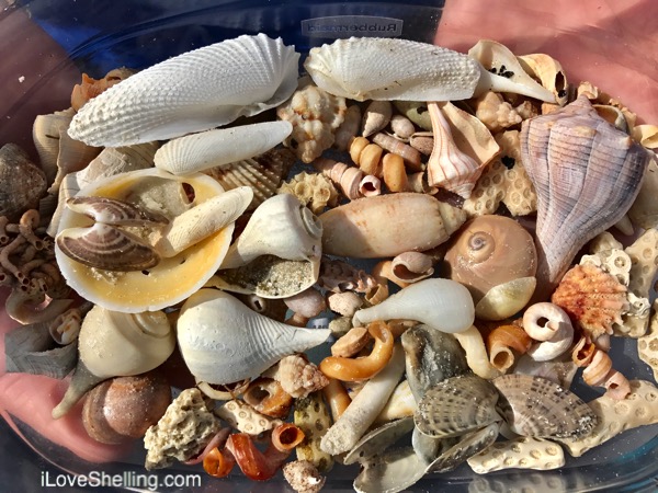 Warm, Colorful Shells on A Sunny Beach | I Love Shelling