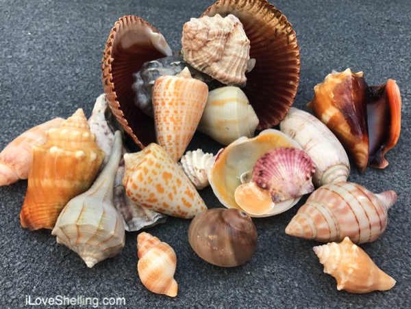 Warm, Colorful Shells on A Sunny Beach | I Love Shelling