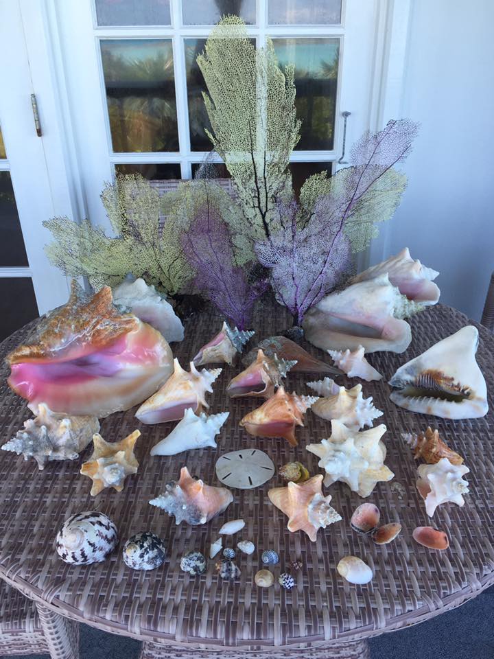 Seashells Found Around The World | I Love Shelling