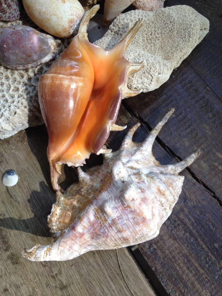 Seashells Found Around The World | I Love Shelling