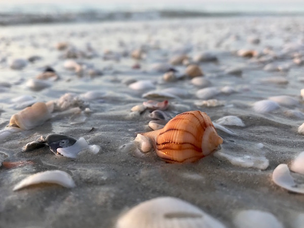 Seashells Found Around The World | I Love Shelling