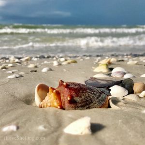 Seashell Art and Education at the Sarasota Shell Show | I Love Shelling