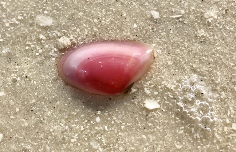 Super Fabshellous Boating Day | I Love Shelling