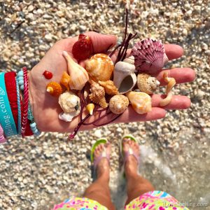 I Sea Stars, Weeds, Urchins and Shells | I Love Shelling