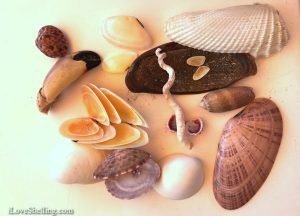 Shelling Where The Wind Blows | I Love Shelling