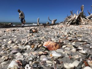 Shelling Where The Wind Blows | I Love Shelling