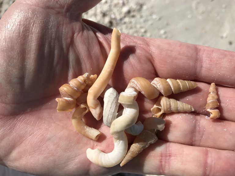 Super Fabshellous Boating Day | I Love Shelling