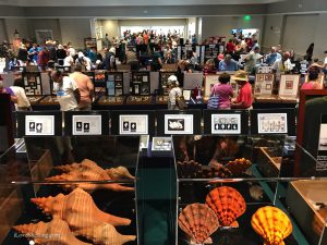 Lotsa Shellove at the 80th Annual Sanibel Shell Festival | I Love Shelling