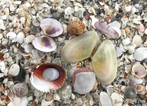 Taking a Shelling Trip to Cayo Costa | I Love Shelling