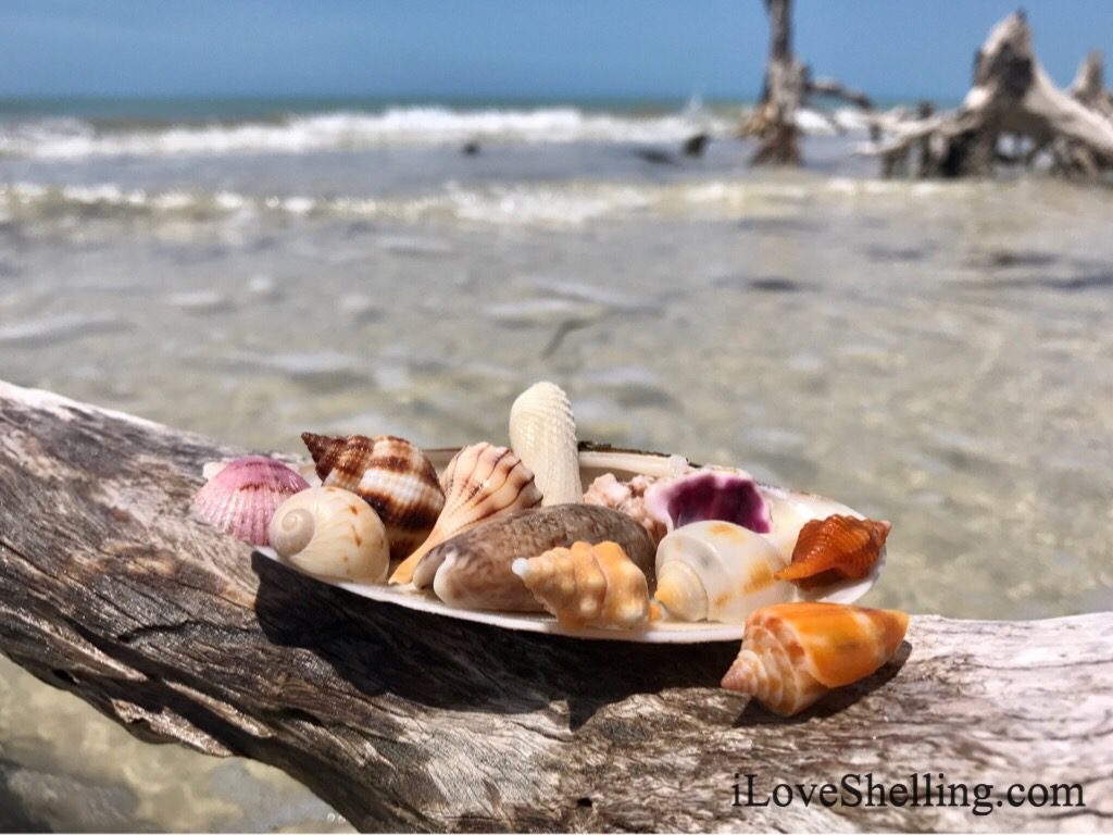 Easter Boating with Super Sheller Clark | I Love Shelling