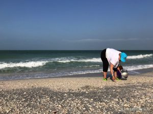 Practicing The Sanibel Stoop On Cayo Costa | I Love Shelling