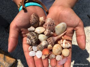 Practicing The Sanibel Stoop On Cayo Costa | I Love Shelling