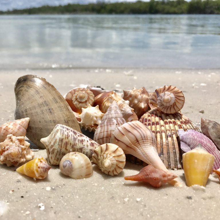 On Shellcation! | I Love Shelling