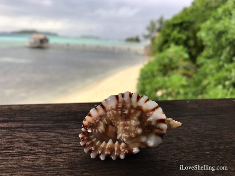 Shell ‘N Tell – Solomon Islands Seashell Identification | I Love Shelling