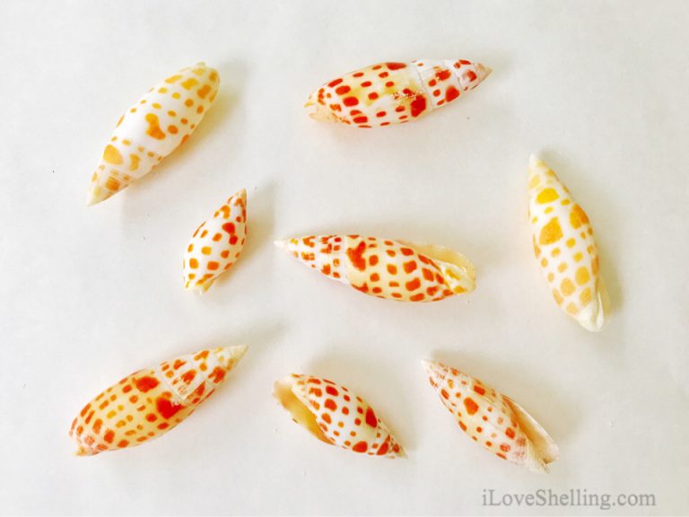 Shell ‘N Tell – Solomon Islands Seashell Identification | I Love Shelling