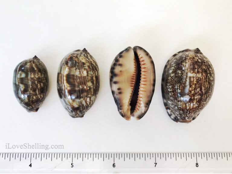 Shell ‘N Tell – Solomon Islands Seashell Identification | I Love Shelling