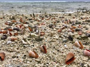 Solomon Islands Life With Shells | I Love Shelling