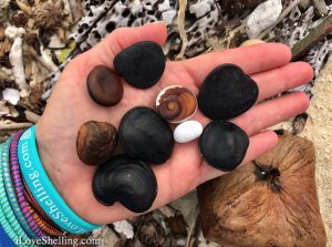 Solomon Islands Life With Shells | I Love Shelling