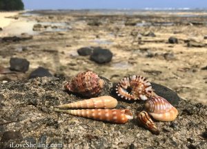Solomon Islands Life With Shells | I Love Shelling