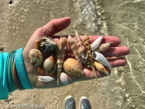 Shell ‘N Tell – Solomon Islands Seashell Identification | I Love Shelling