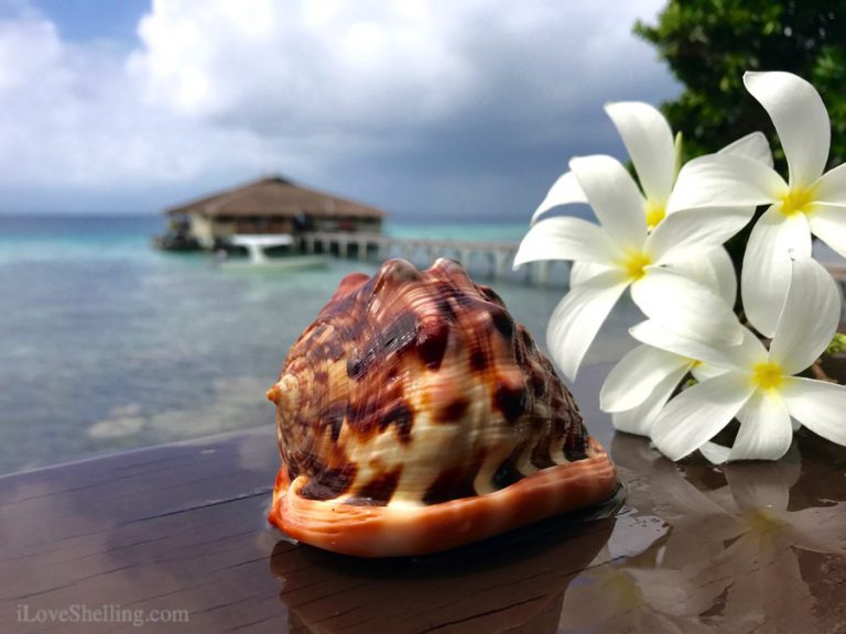 Shell ‘N Tell – Solomon Islands Seashell Identification | I Love Shelling