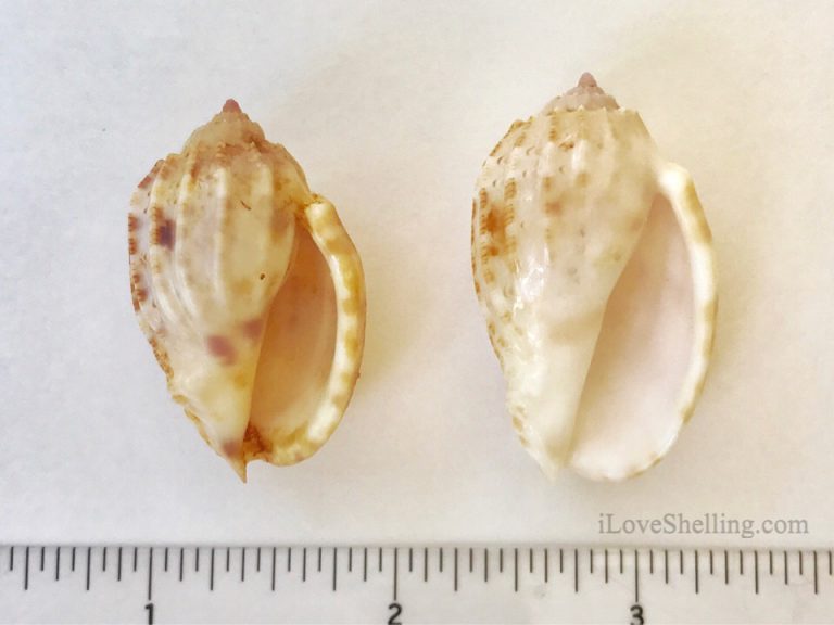 Shell ‘N Tell – Solomon Islands Seashell Identification | I Love Shelling