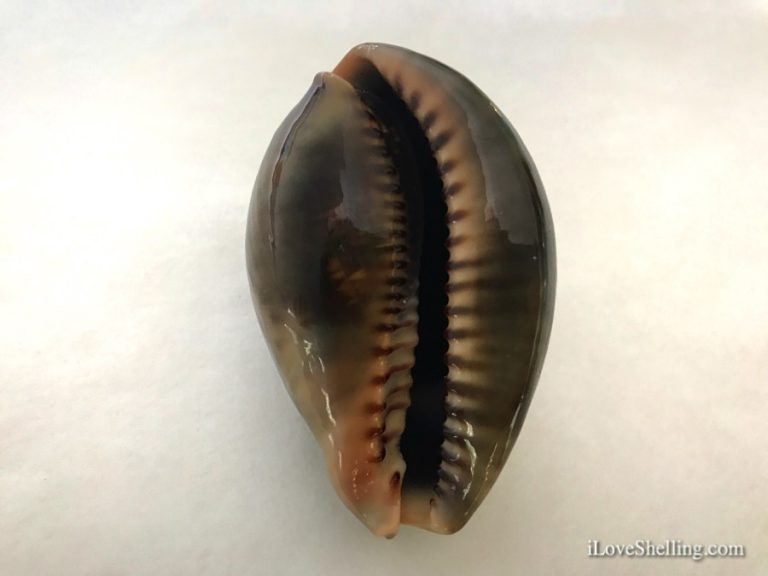 Shell ‘N Tell – Solomon Islands Seashell Identification | I Love Shelling