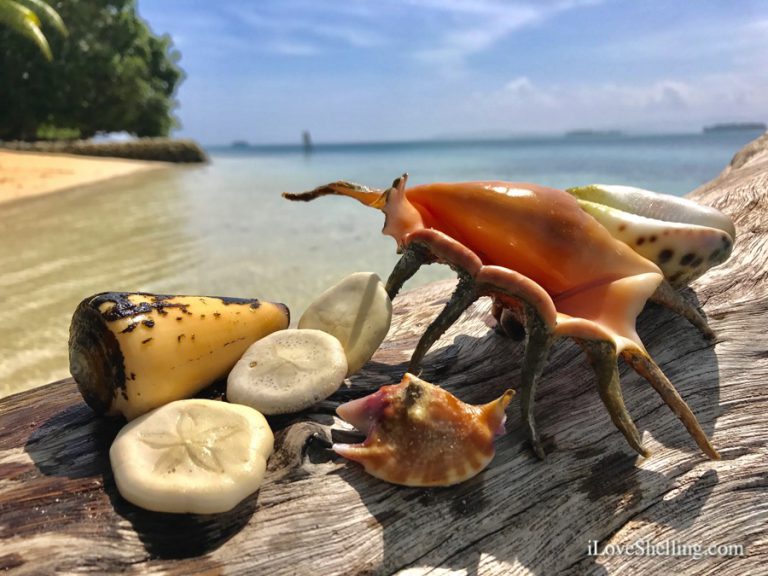 Shell ‘N Tell – Solomon Islands Seashell Identification | I Love Shelling