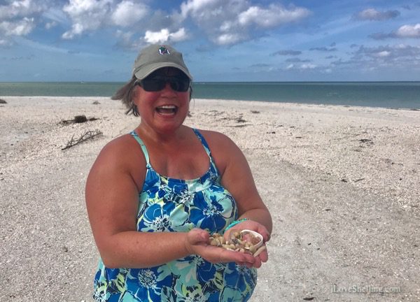 Shell Pictures Worth a Thousand Words | I Love Shelling