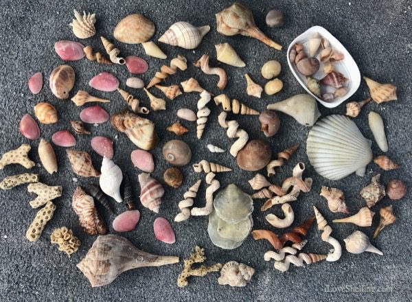 Shell Pictures Worth a Thousand Words | I Love Shelling