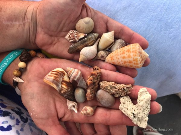 Shell Pictures Worth a Thousand Words | I Love Shelling