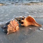 Shelleopatra Queen Nautilus For Shell Museum | I Love Shelling
