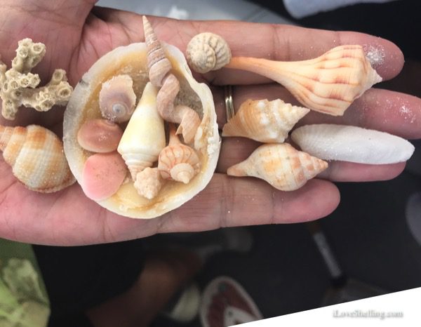 Shell Pictures Worth a Thousand Words | I Love Shelling