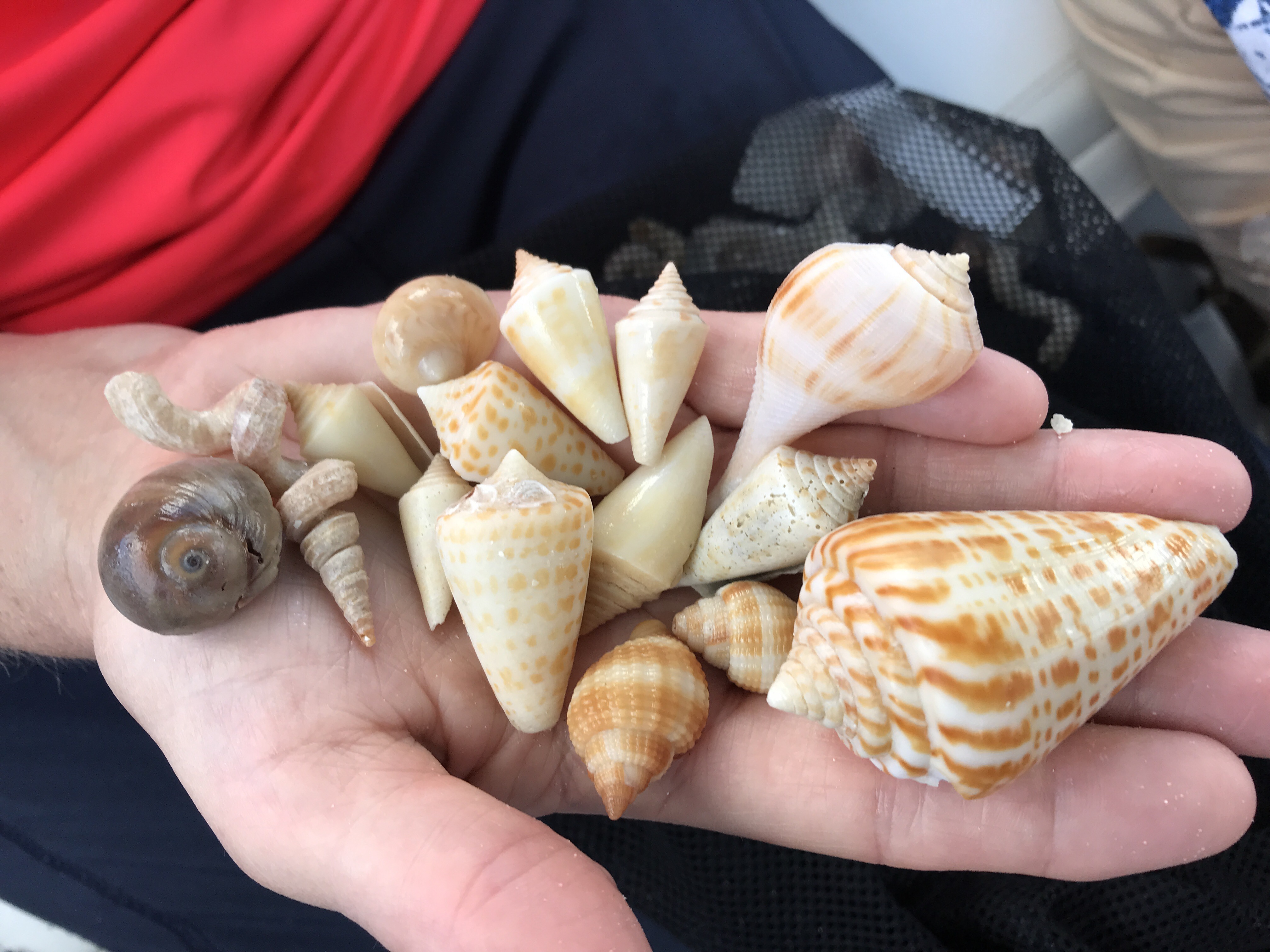 Img 6834 I Love Shelling