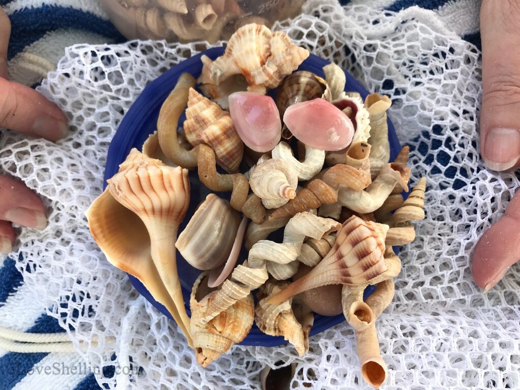 Shelltastic Shell Trip | I Love Shelling