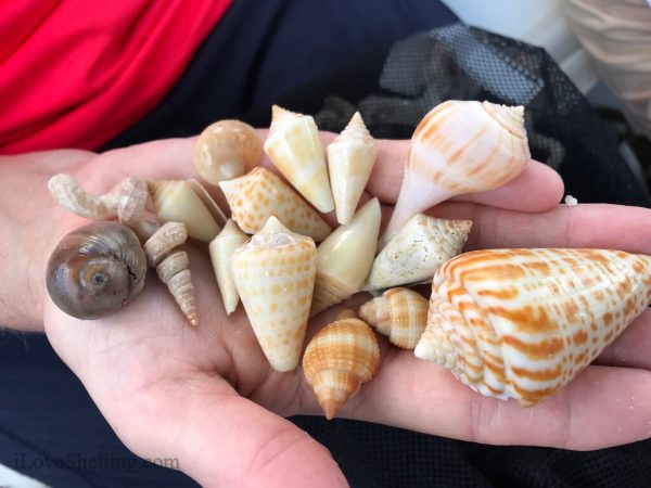 Shelltastic Shell Trip | I Love Shelling
