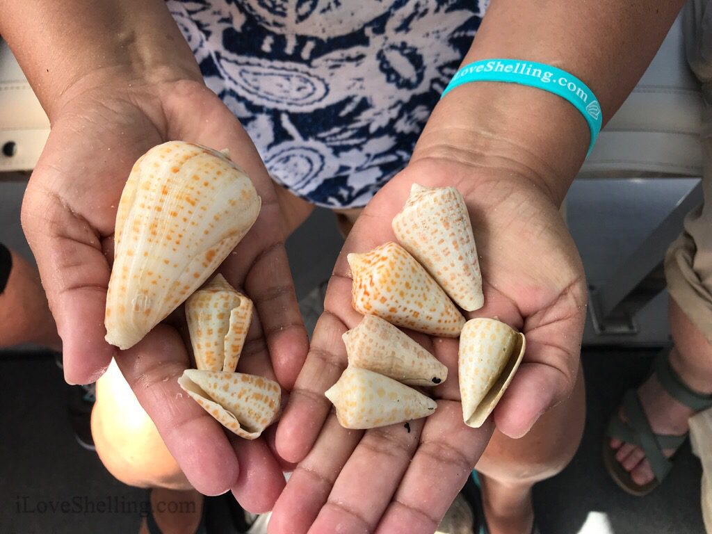 Shelltastic Shell Trip | I Love Shelling