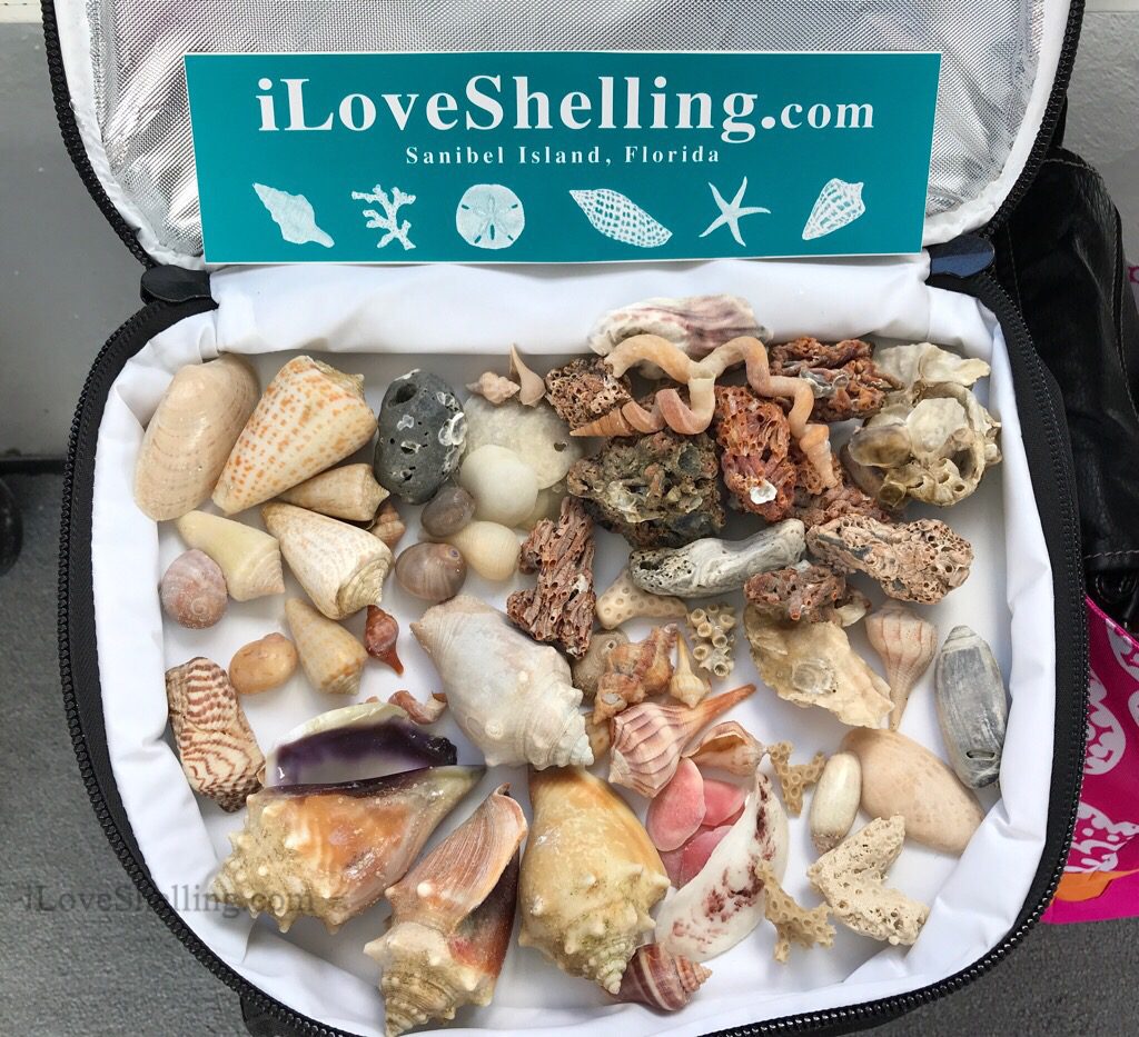 Shelltastic Shell Trip | I Love Shelling