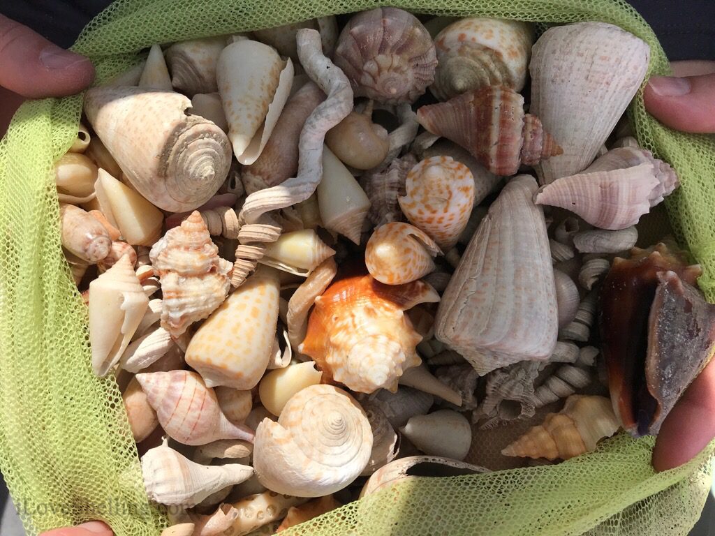 Shelltastic Shell Trip | I Love Shelling