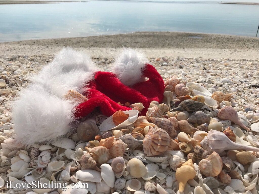 Have Yourself A Merry Shelly Christmas | I Love Shelling