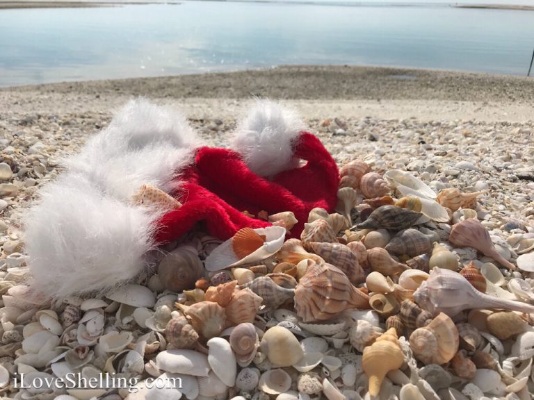 Have Yourself A Merry Shelly Christmas | I Love Shelling