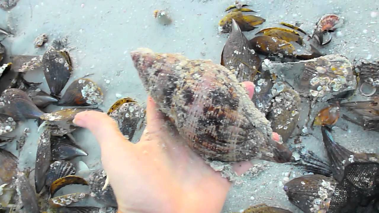 Collecting Tulip Shells at Sanibel Pier Collecting Tulip Shells at ...