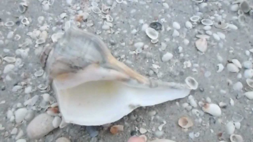 Whelks and Conchs on West Gulf Sanibel | I Love Shelling