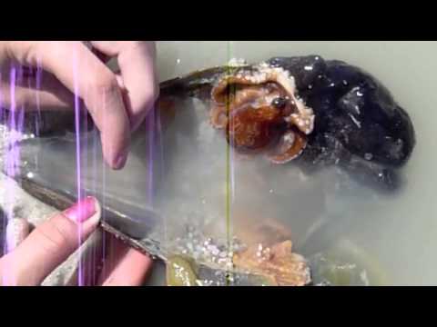 An Octopus And Her Babies | I Love Shelling