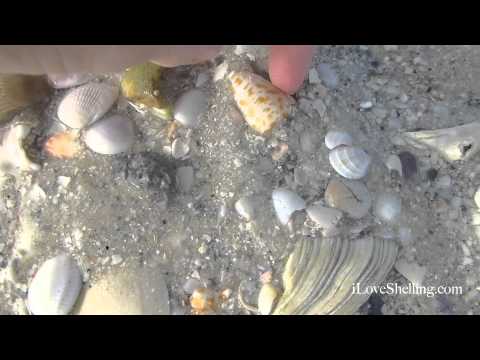 Finding Seashells at Little Hickory Bonita Beach | I Love Shelling