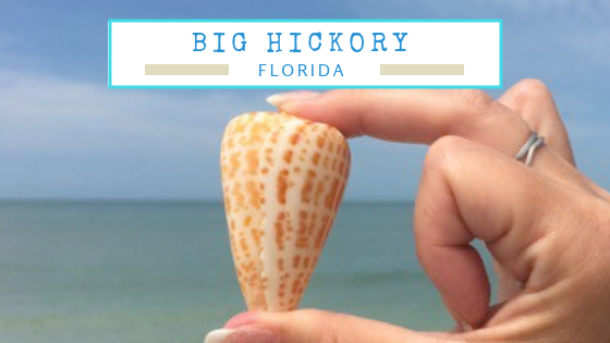 Big Hickory Florida beachcombing tab | I Love Shelling