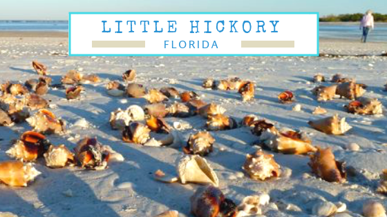 Little Hickory Florida beachcombing tab | I Love Shelling