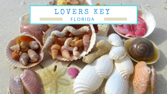 Lovers Key Florida beachcombing tab | I Love Shelling